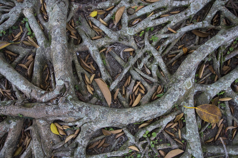 Education in Context: The Role of Place in Nature-Based Early Childhood ...