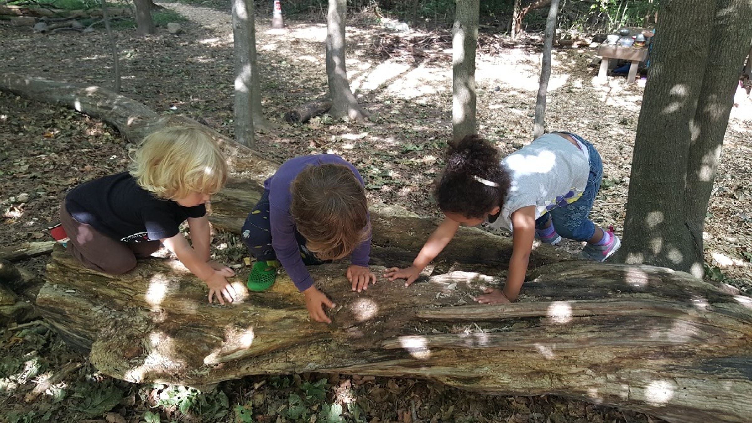Member Spotlight: Mass Audubon Nature Preschools | Natural Start Alliance
