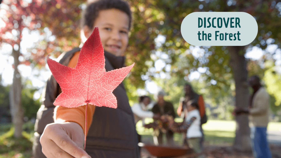 NAAEE Launches Discover the Forest, A New Early Childhood Outdoor ...